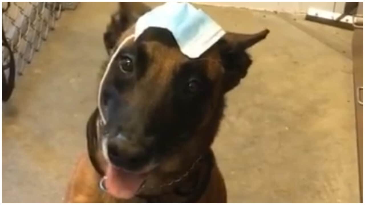 Viral Video: Police Dog Wearing Mask Wrong Charms Hearts