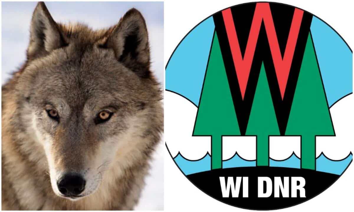Wisconsin Wolf Hunters Are Happy, DNR Not So Much